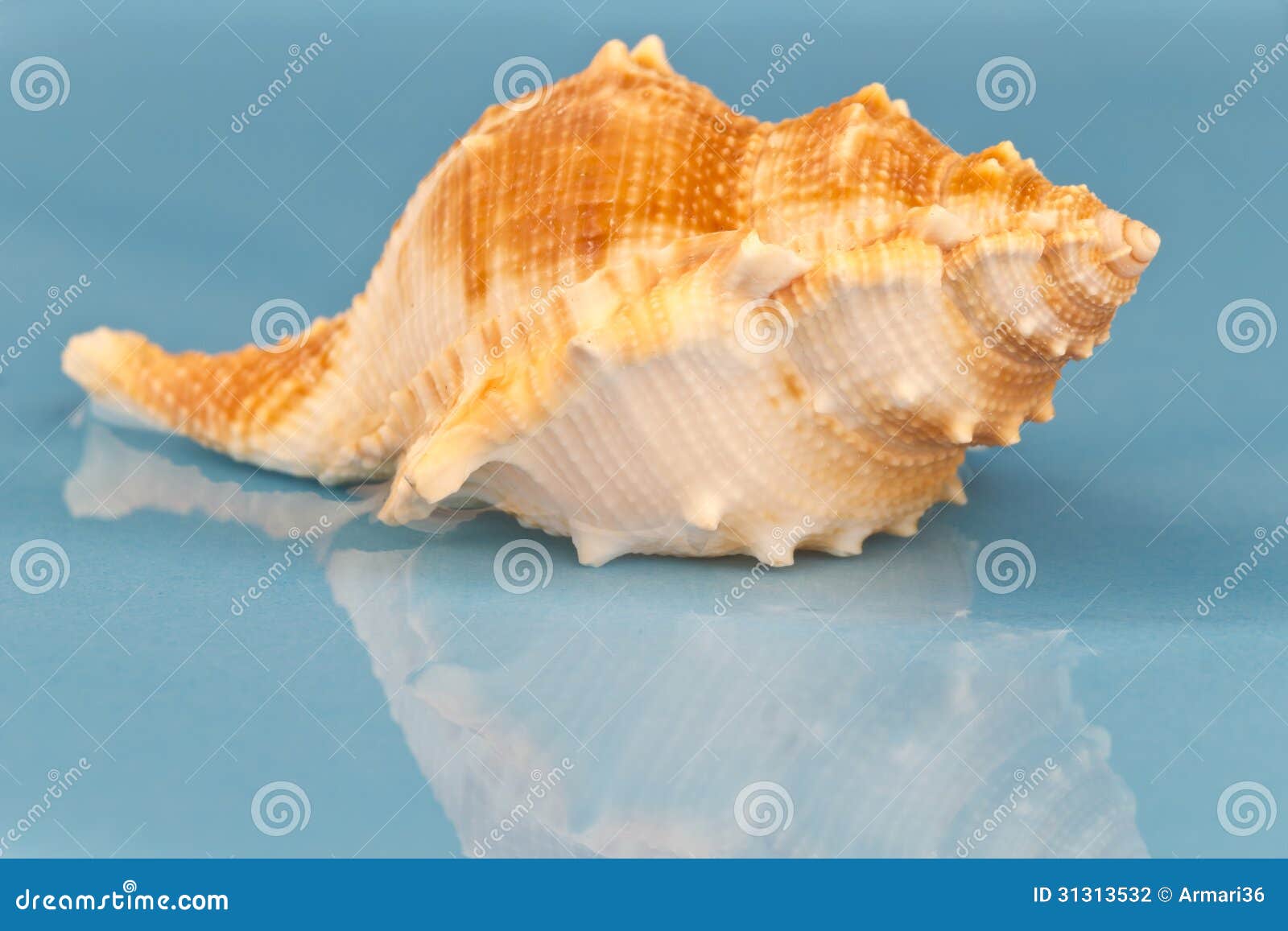 Sea snail on the water stock photo. Image of snail, seashell - 31313532