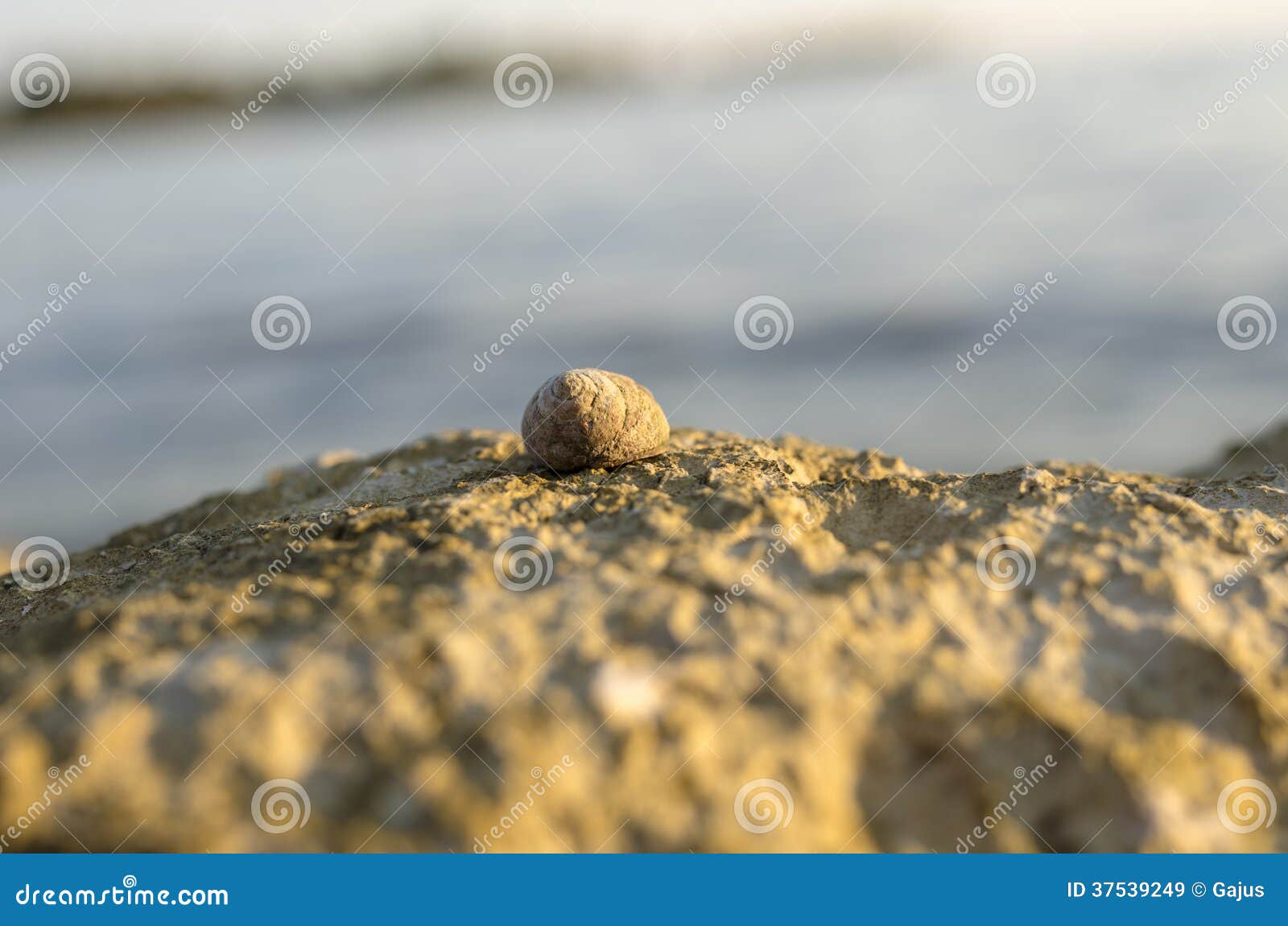 Sea Snail or Whelk on Top of a Coastal Rock Stock Image - Image of ...