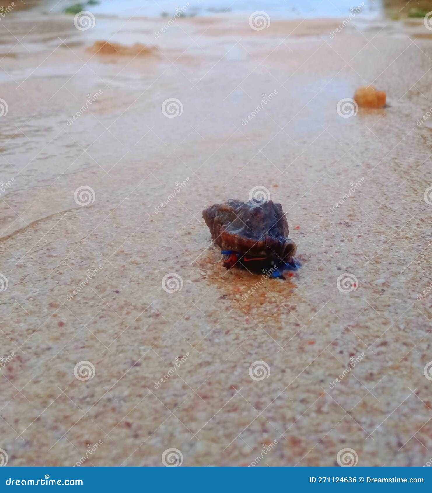 Sea Snails that Appear on the Beach Sand because of the Waves Stock ...