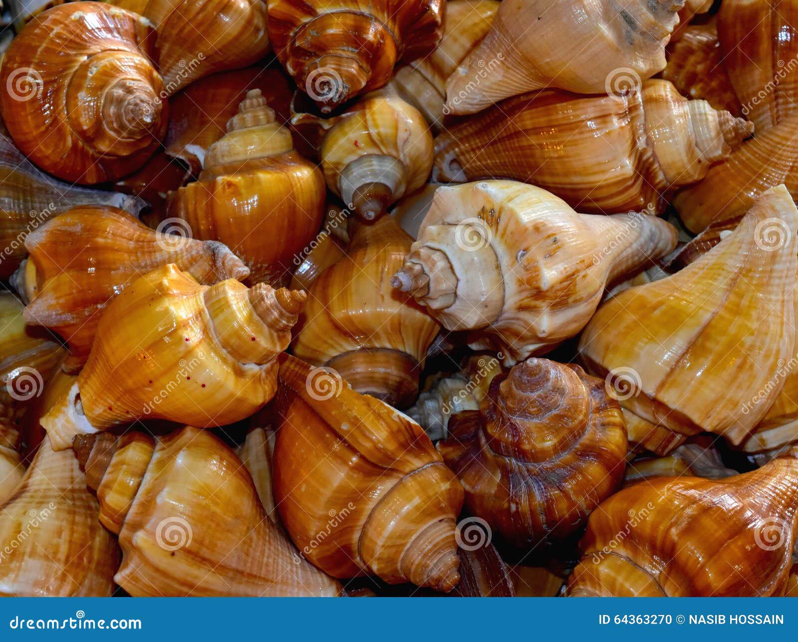 Showpiece Snails Made Background Stock Photo - Image of abstract ...