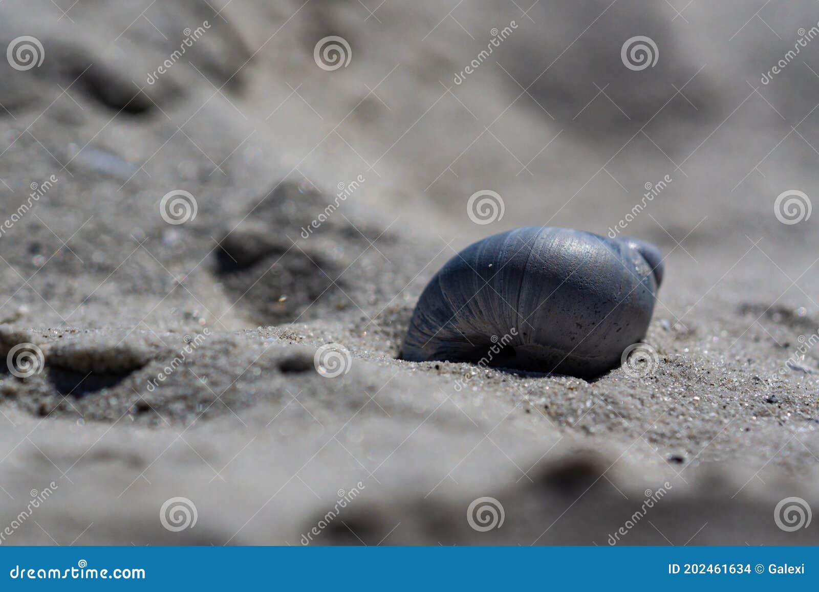 Sea snails on beach sand stock photo. Image of shell - 202461634