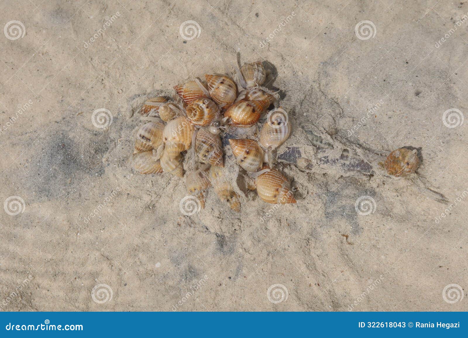 Sea Snails Devouring Dead Fish on the Beach in Shallow Water Stock ...