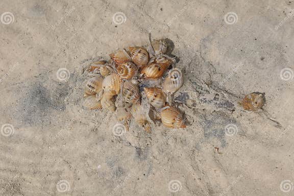 Sea Snails Devouring Dead Fish on the Beach in Shallow Water Stock ...