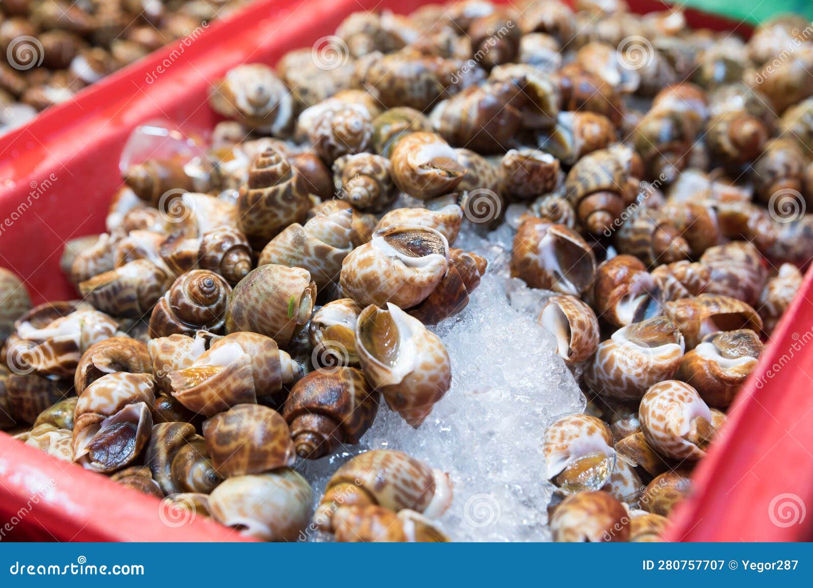 Sea Snails Lie in a Bowl of Ice on the Counter in the Market Stock ...