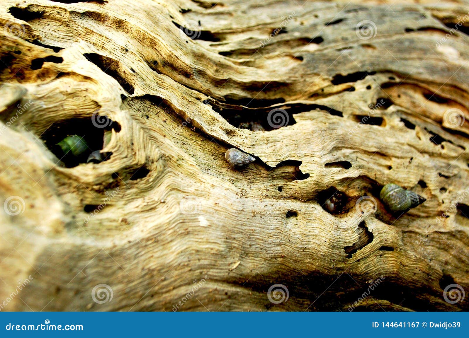 Sea Snails Live in Holes of an Old Tree Trunk Stock Image - Image of ...