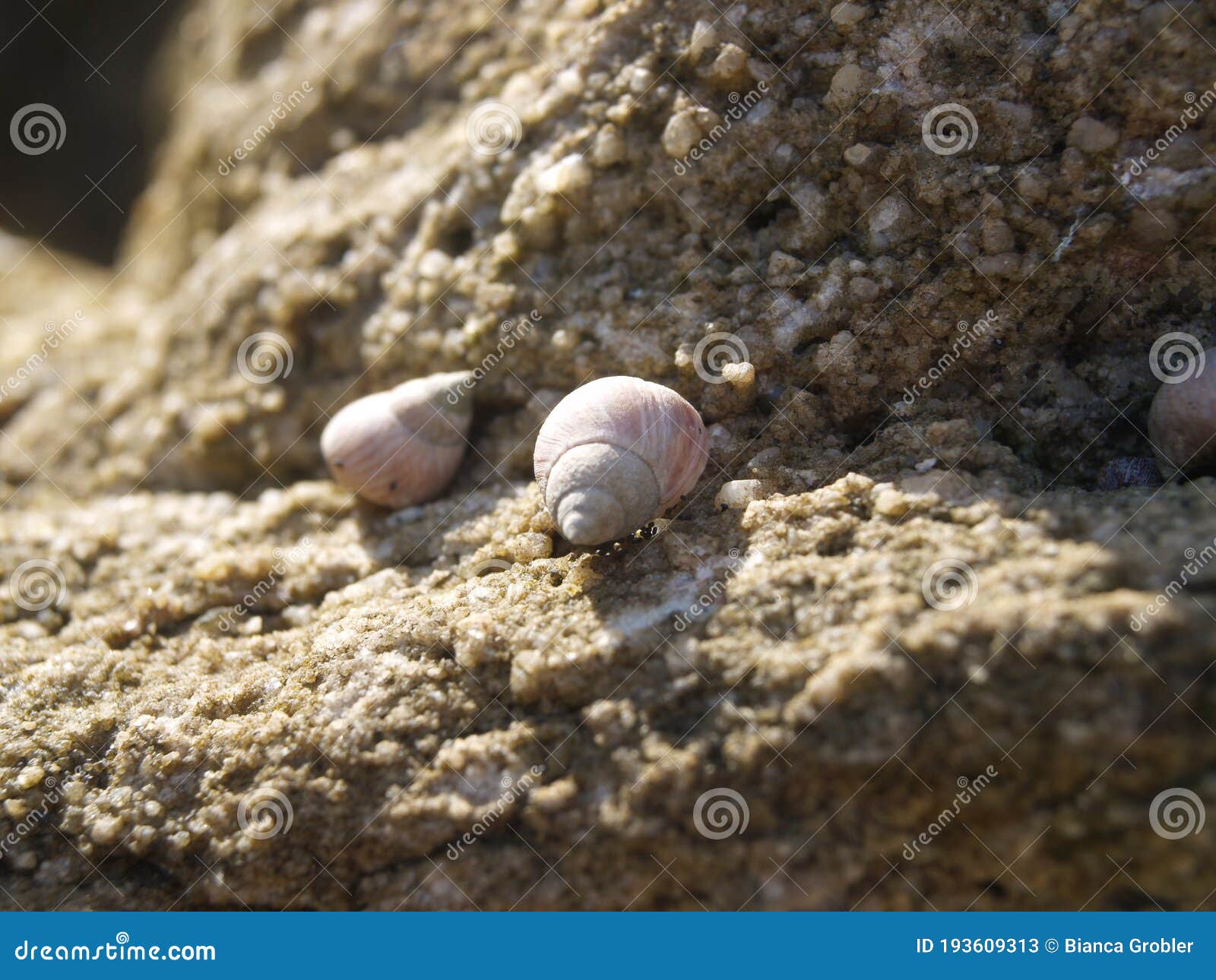 Sea Snails on rocks stock image. Image of leaf, invertebrate - 193609313