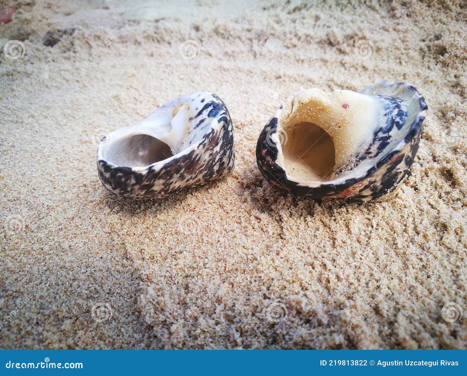 Sea Snails in Their Environment. Stock Photo - Image of seashell, shell ...