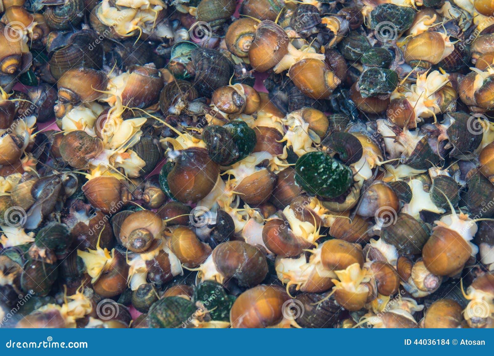 Sea snails stock photo. Image of gastropod, market, bolinus - 44036184