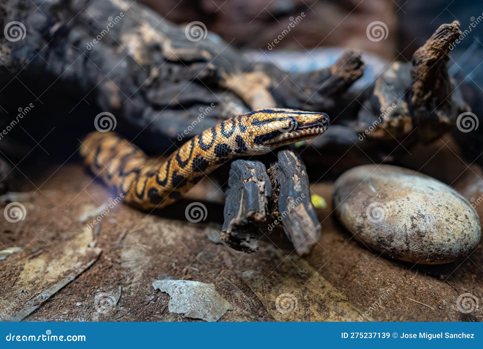 Sea Snake Emerging from a Hole Under a Tree Trunk. Stock Image - Image ...