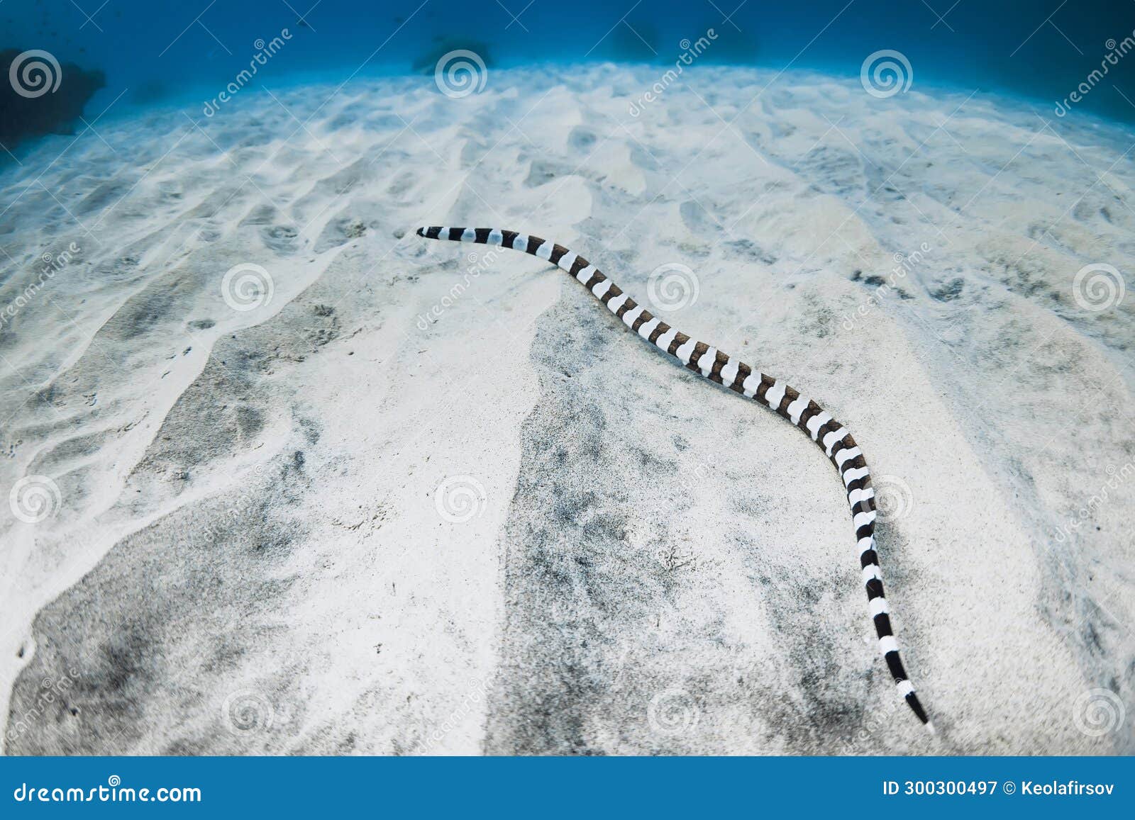 Sea Snake On Sea Bottom. Underwater Photo. Sand Seabottom And Seaweed ...