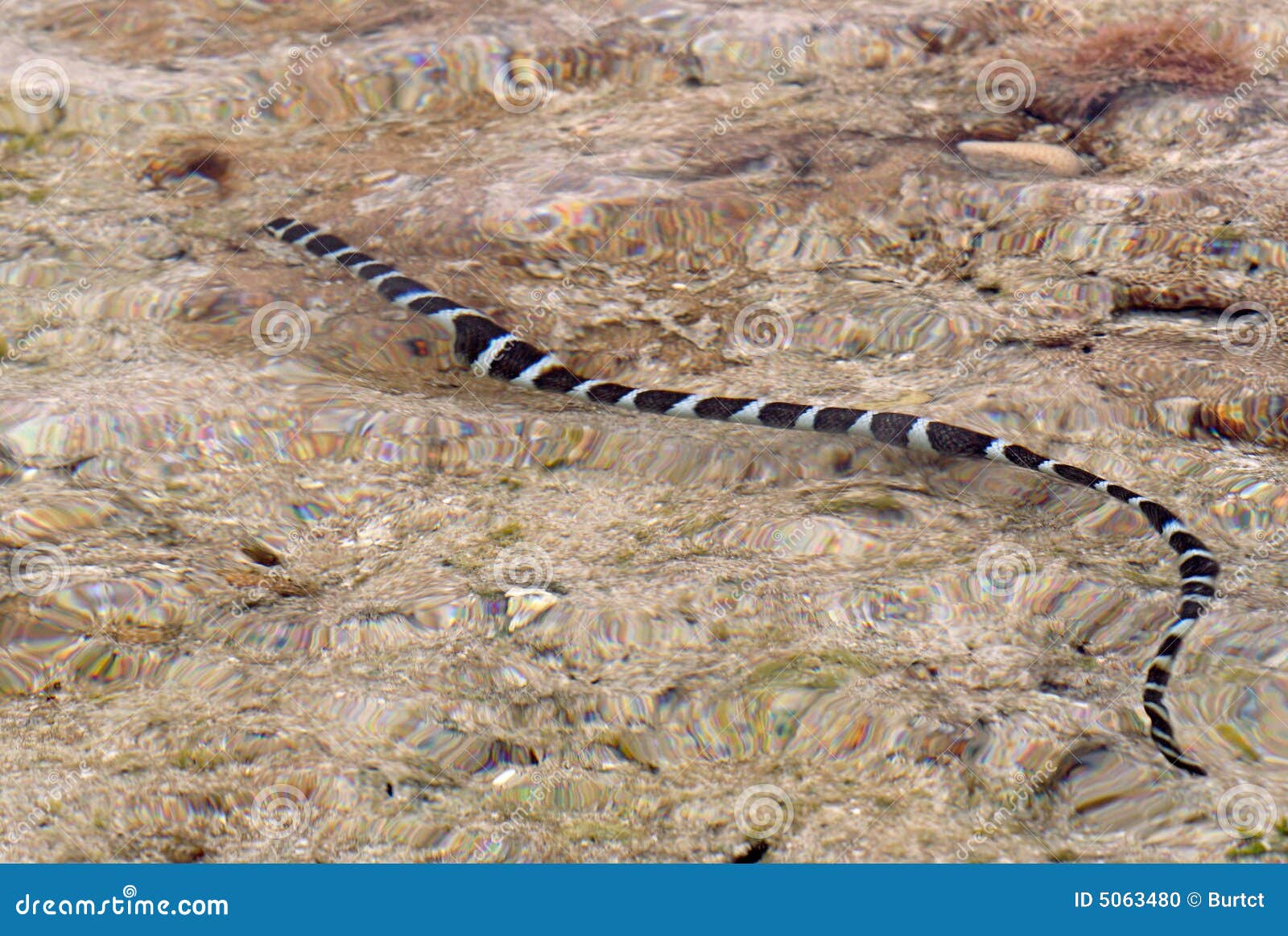 Sea Snake Swimming Over Coral Reef Stock Photo - Image of coral, food ...