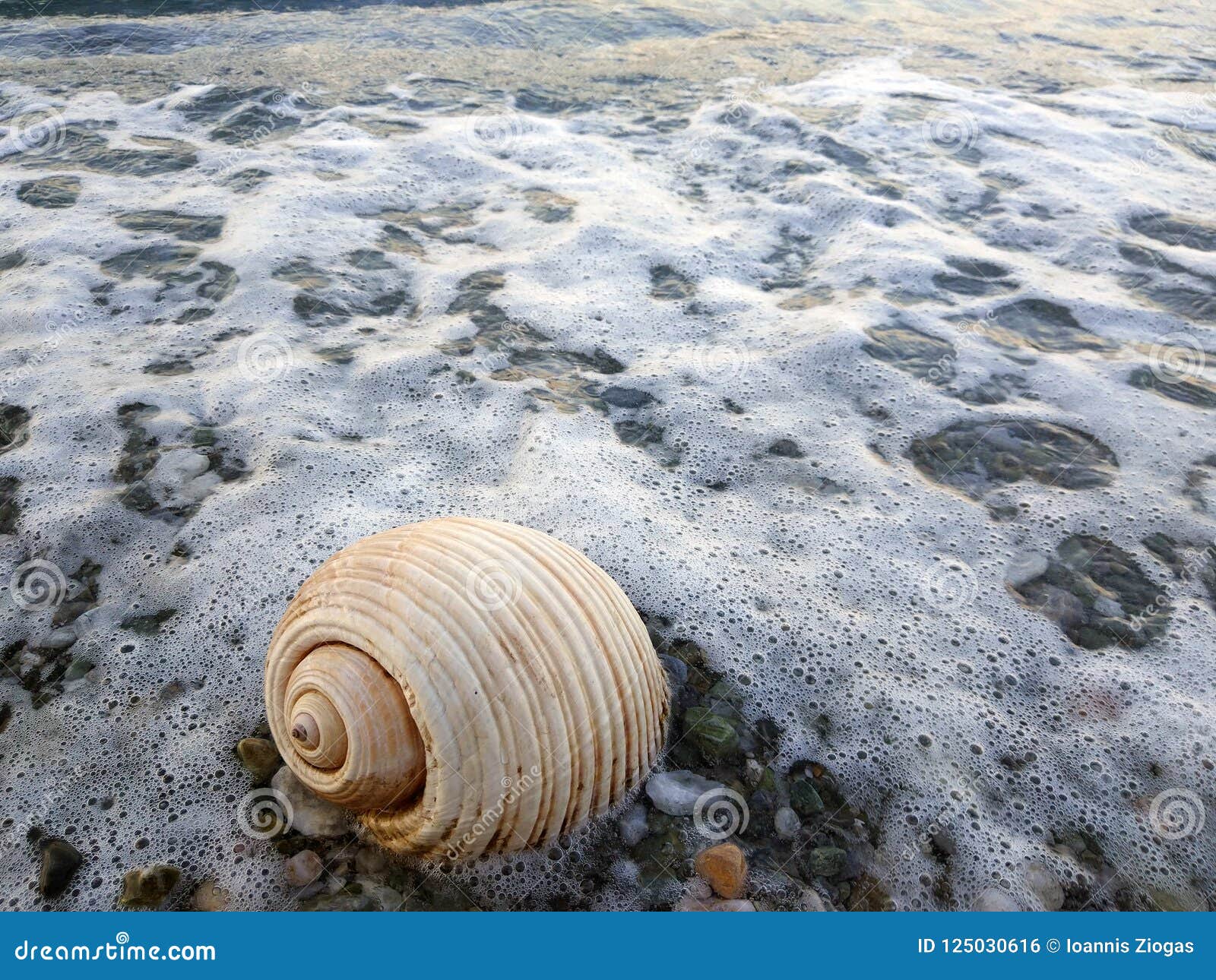 Sea snale on the shore stock photo. Image of life, chill - 125030616