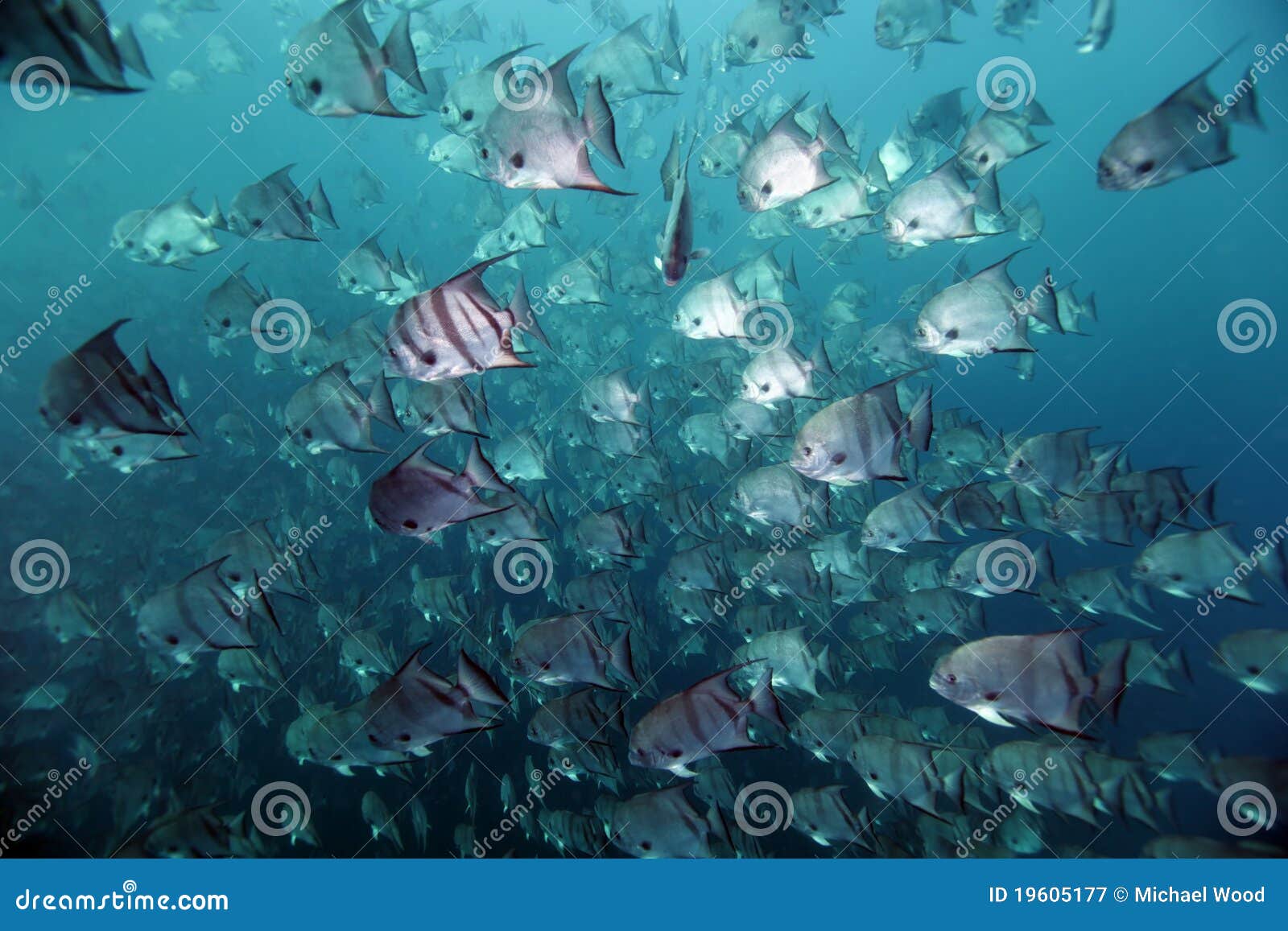 Sea of Spadefish stock image. Image of school, liberty - 19605177