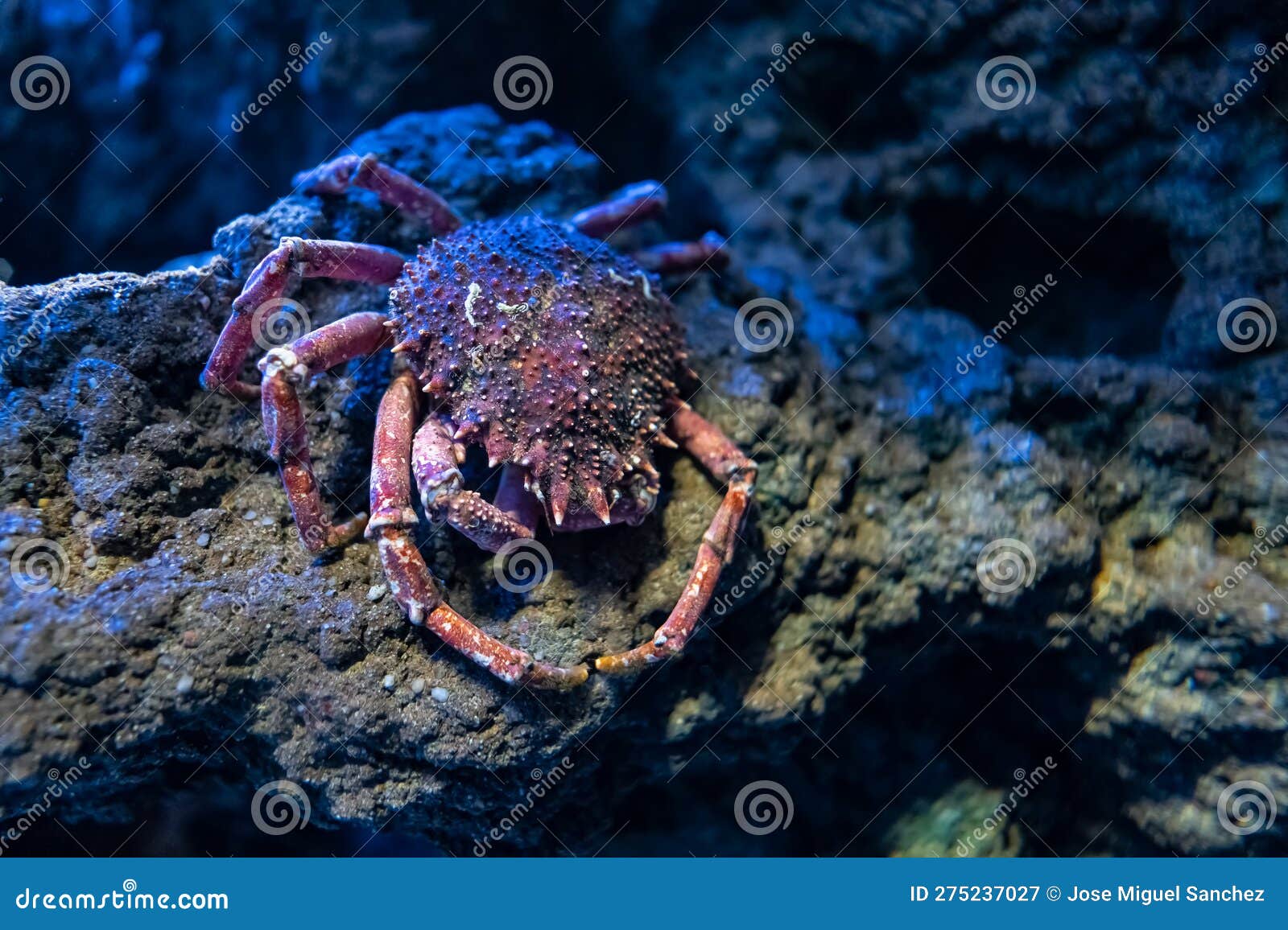 Sea Spider Crab Resting on Top of a Rock at the Bottom of the Sea ...