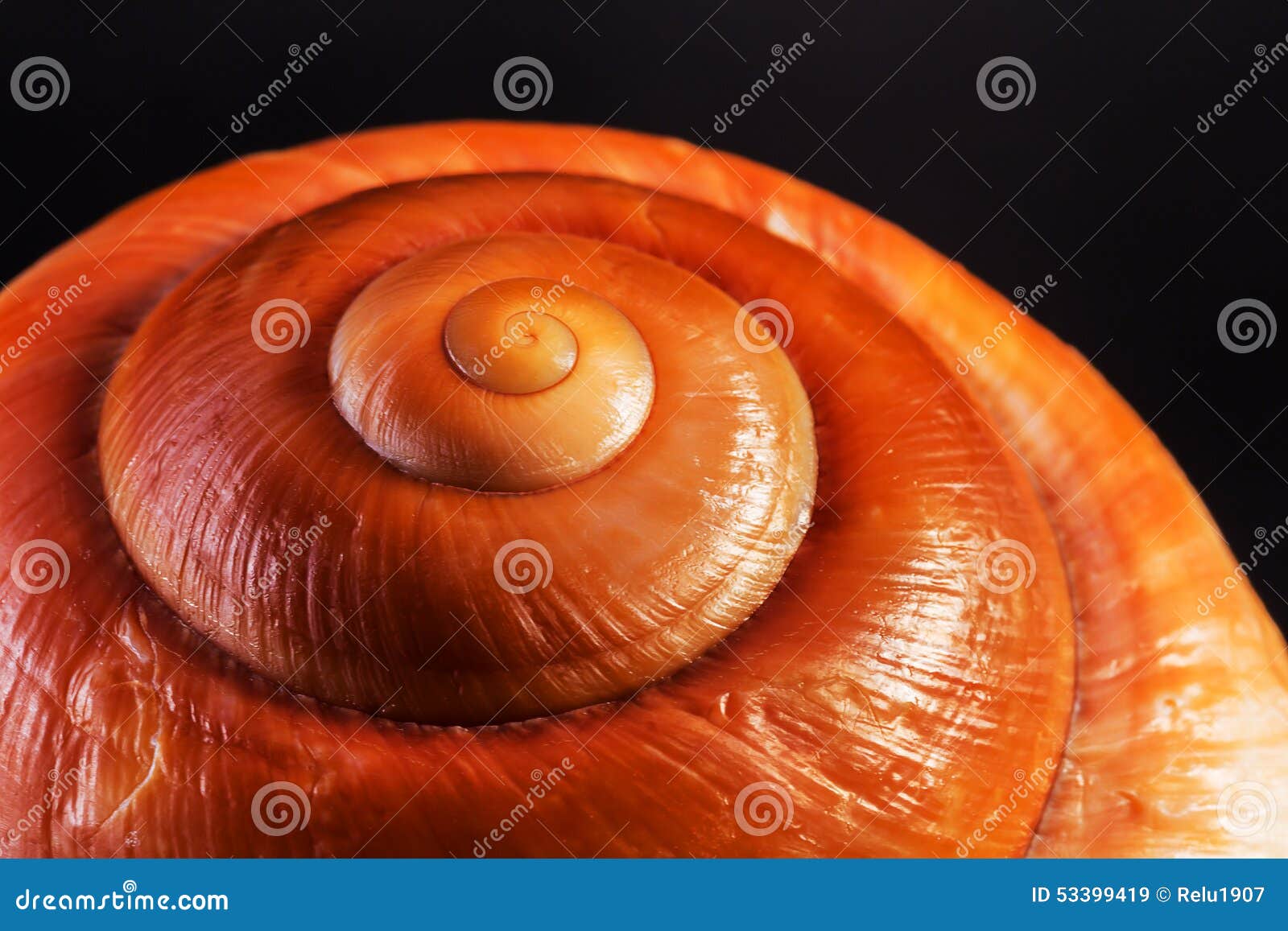 Sea spiral snail shell stock image. Image of cockle, conch - 53399419