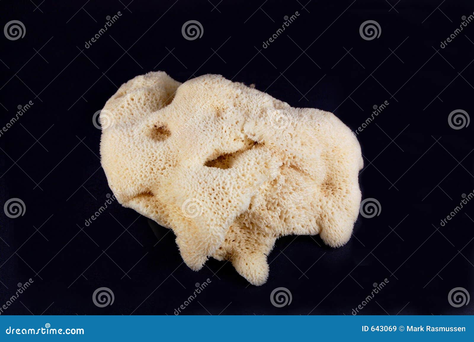 Sea sponge stock image. Image of animal, spongy, marine - 643069