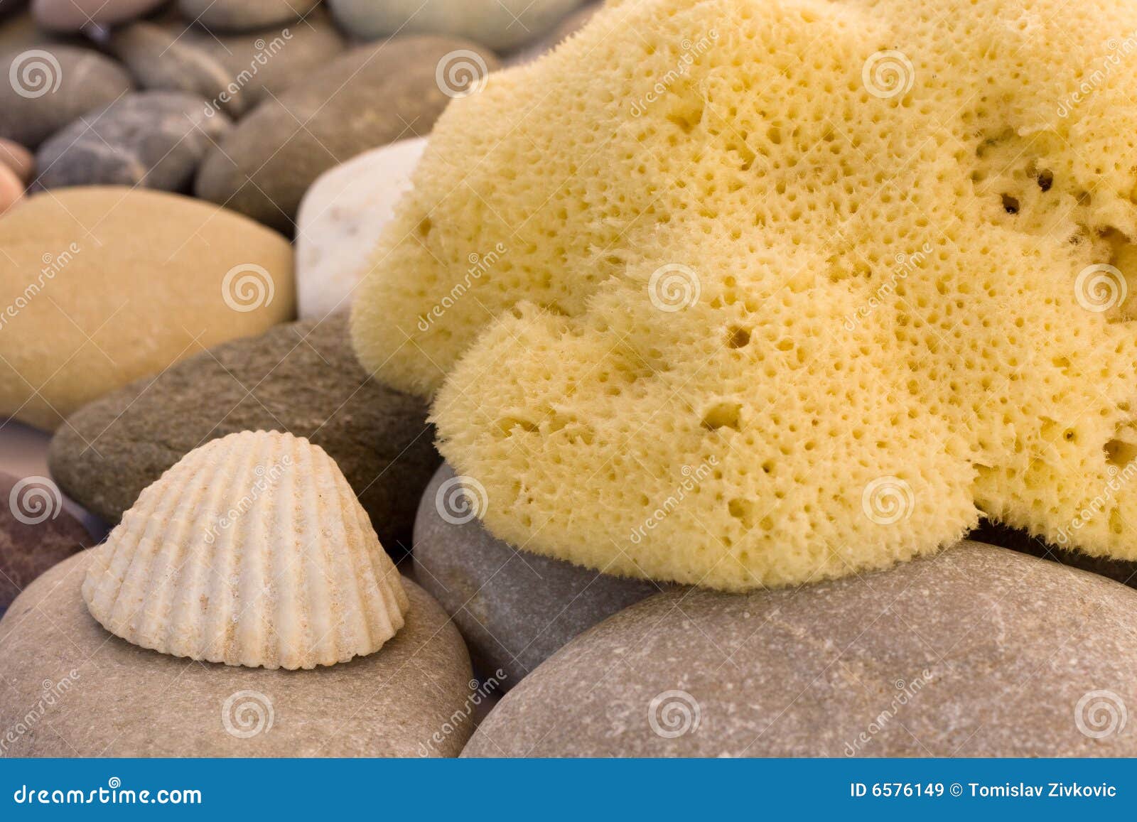 Sea sponge stock image. Image of shell, closeup, wash - 6576149