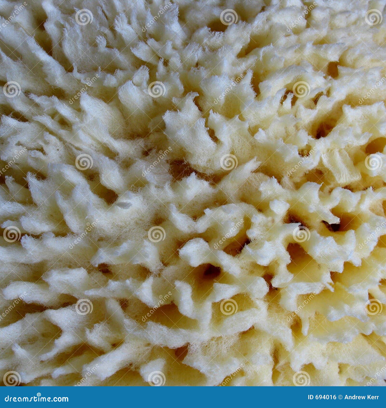 Sea sponge stock photo. Image of washes, natural, time - 694016