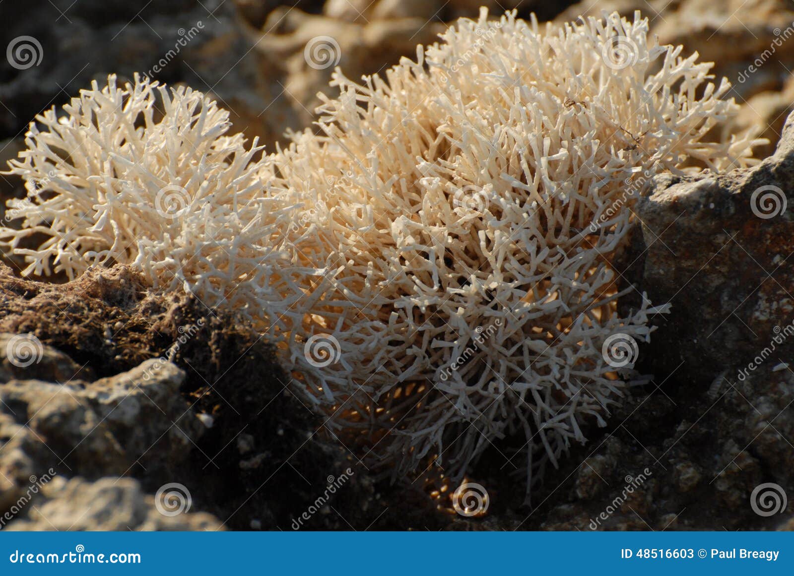 Sea sponge stock image. Image of pattern, shot, feeding - 48516603