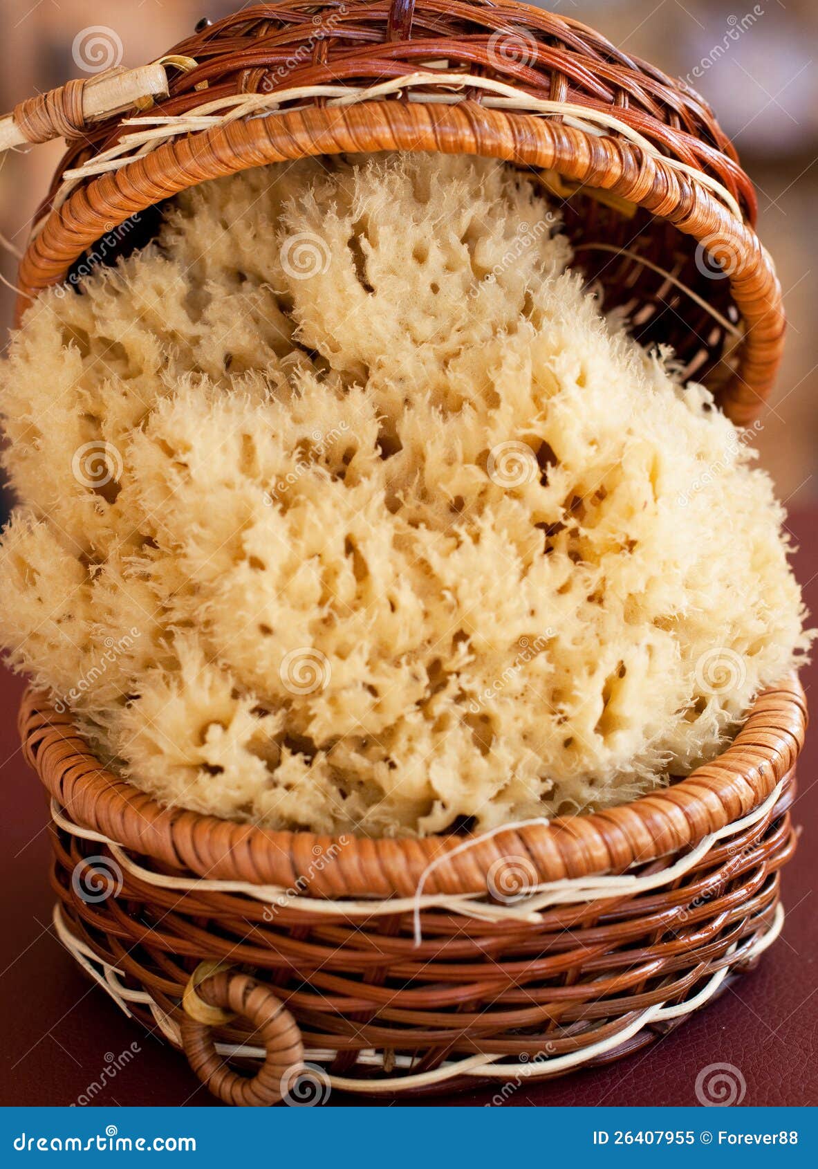 Sea Sponge in basket stock image. Image of nature, animal - 26407955