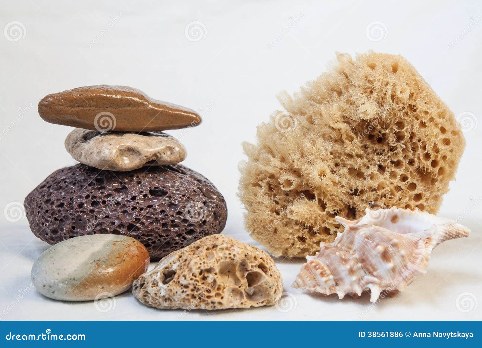 Sea Sponge for Bathing, Pumice, Sea Stones. Shell Stock Photo - Image ...