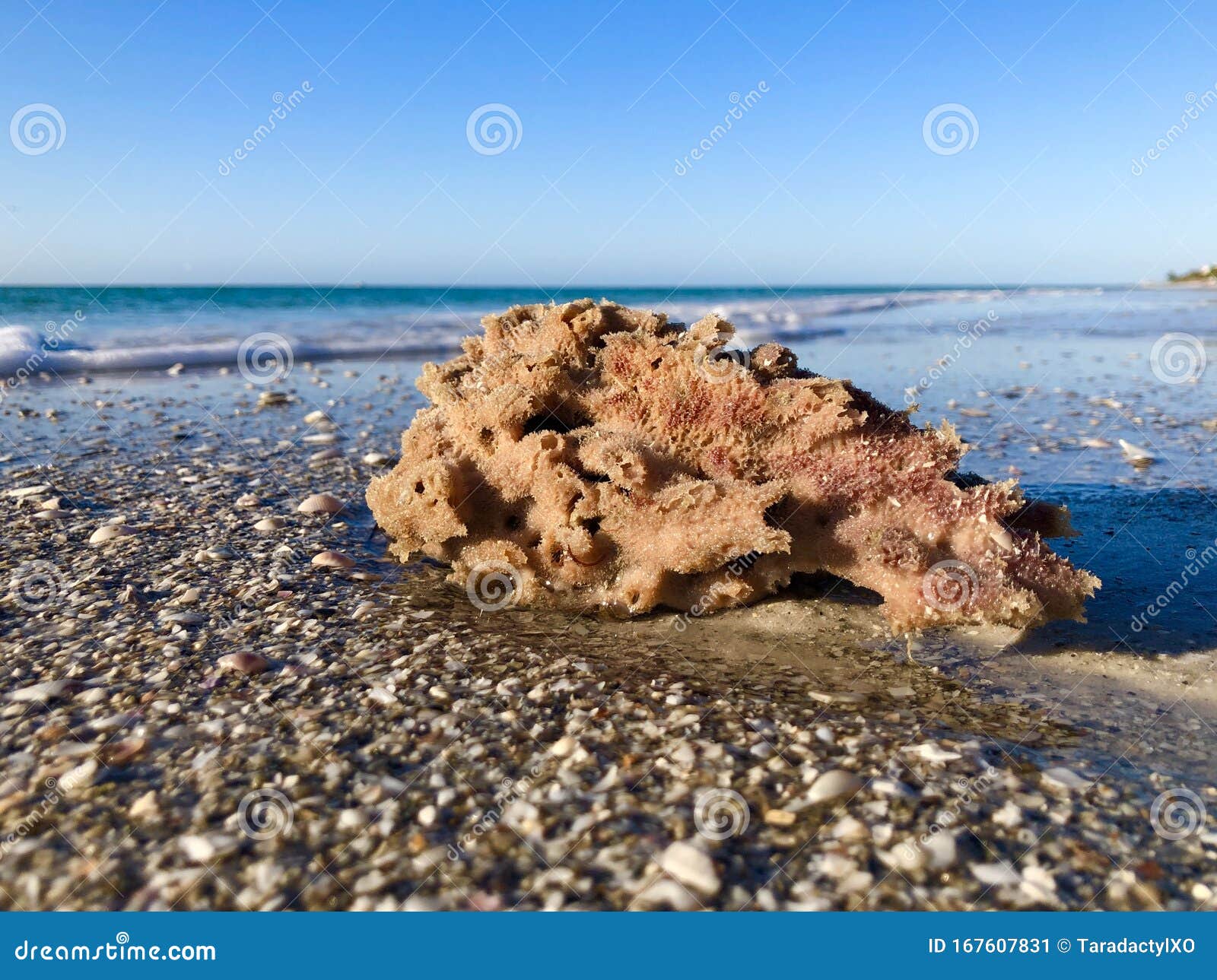 Sea sponge on beach stock image. Image of florida, washed - 167607831