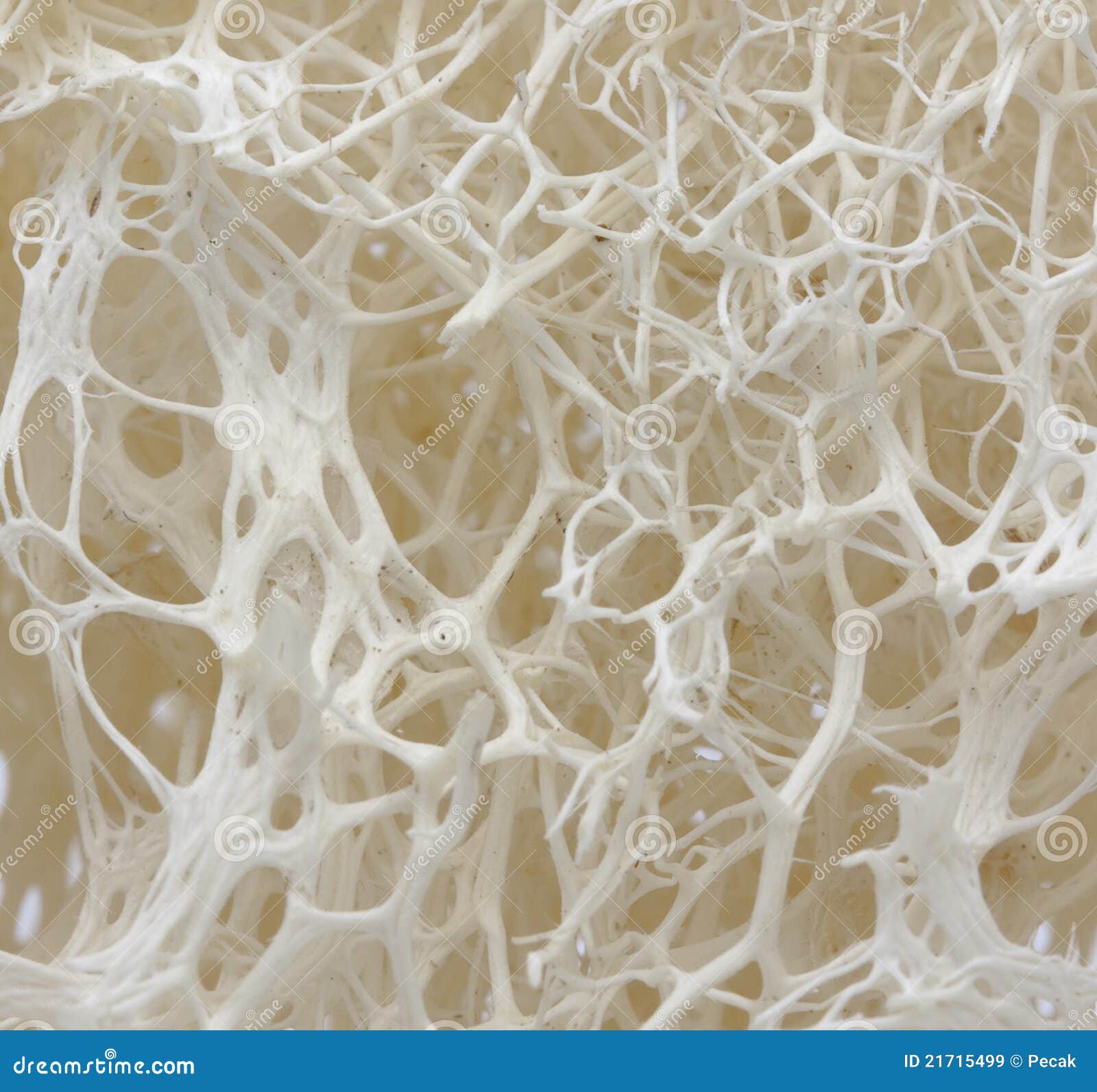 Sponge Detail Texture, Sponge Texture Background. Royalty-Free Stock ...