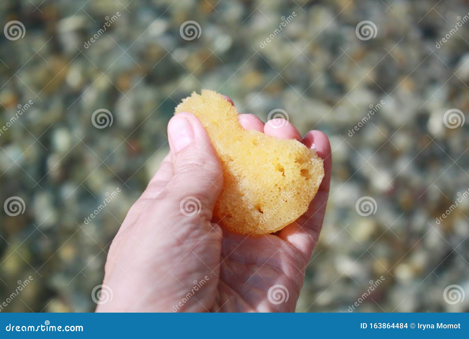Sea sponge on the beach. stock photo. Image of grey - 163864484