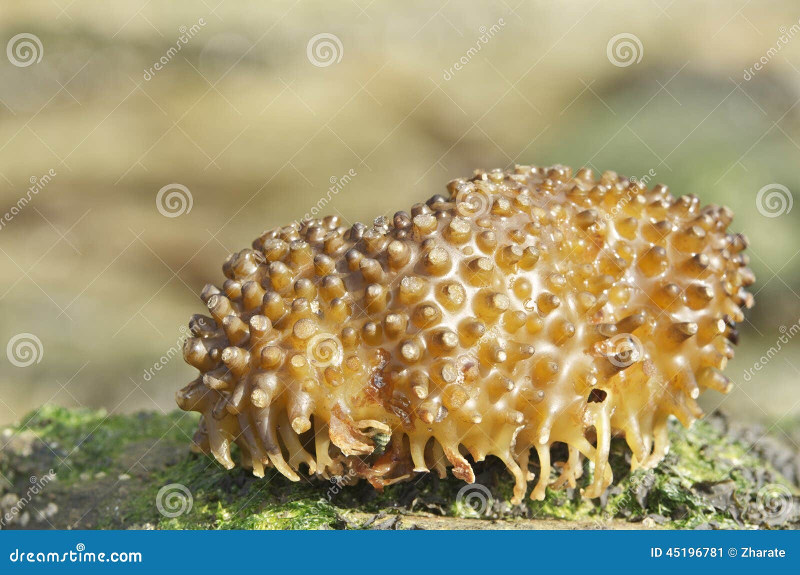 Sea sponge stock image. Image of multi, mammal, aquatic - 45196781