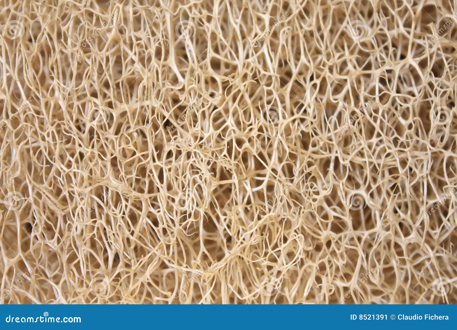 395 Rugose Texture Photos - Free & Royalty-Free Stock Photos from ...