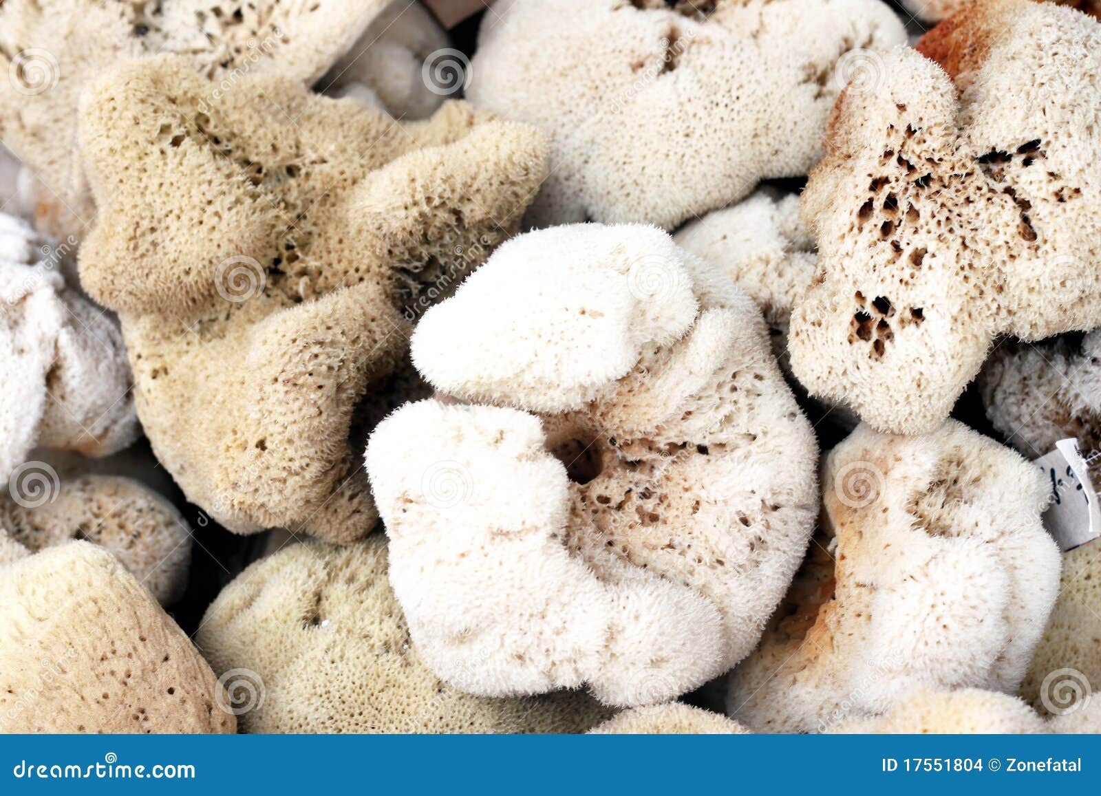 Sea Sponges stock photo. Image of creation, isolated - 17551804