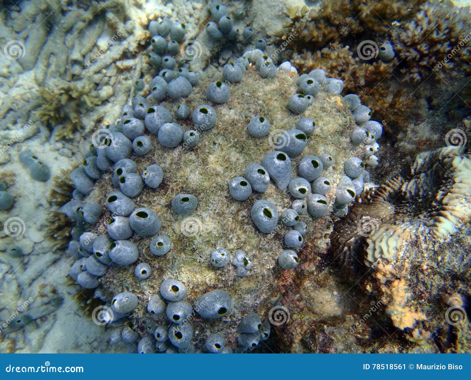 Sea sponges stock image. Image of aquarium, beautiful - 78518561