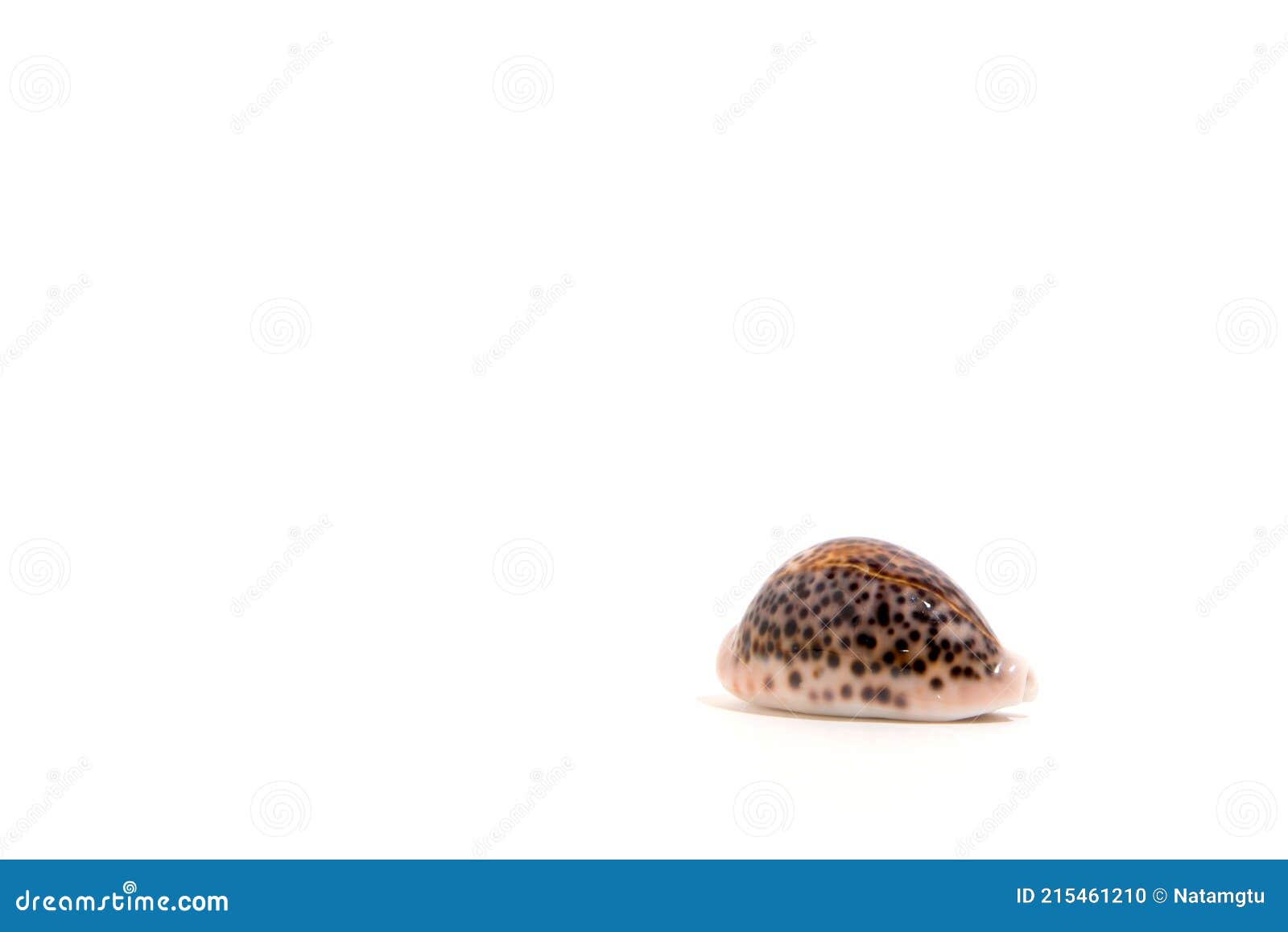 Sea Spotted Shell on a White Background Stock Photo - Image of ...