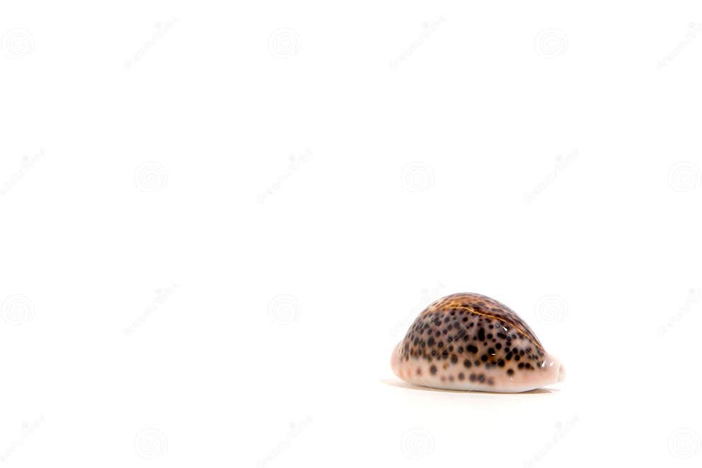 Sea Spotted Shell on a White Background Stock Photo - Image of ...