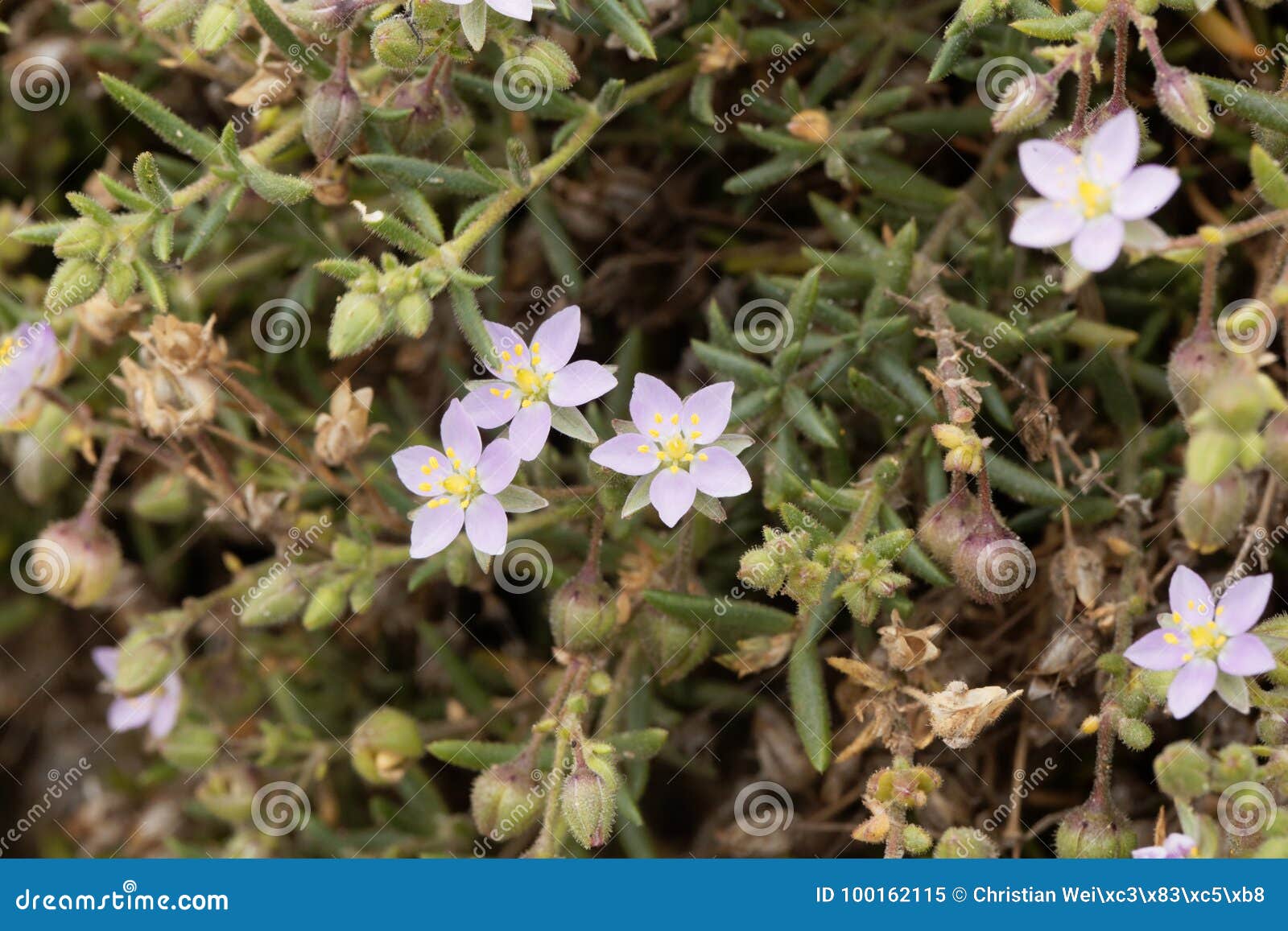 Sea Spurrey, Spergularia Rupicola Stock Image - Image of natural, close ...