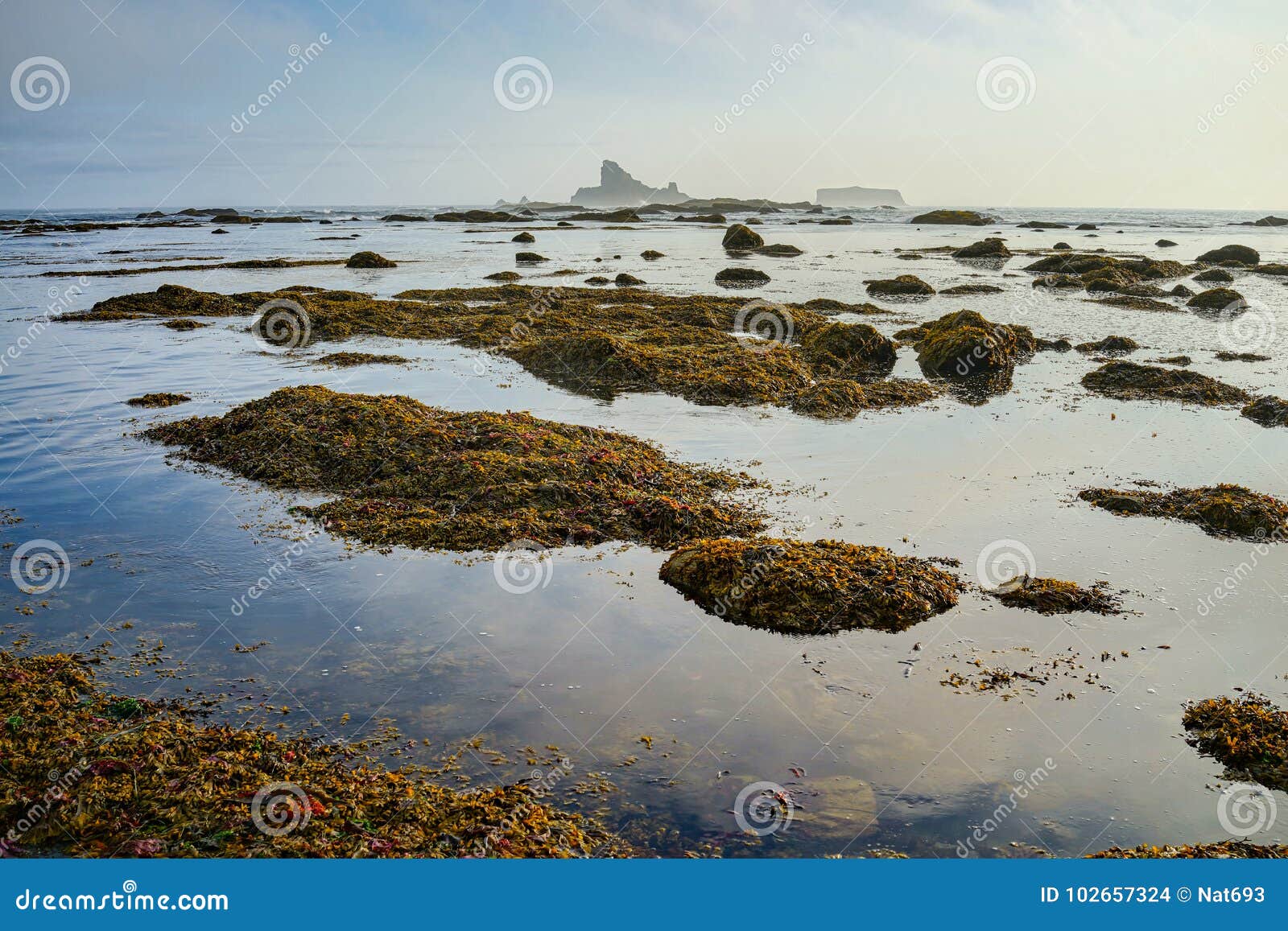 Sea Stack and Ocean with Sky Reflection Stock Photo - Image of ...