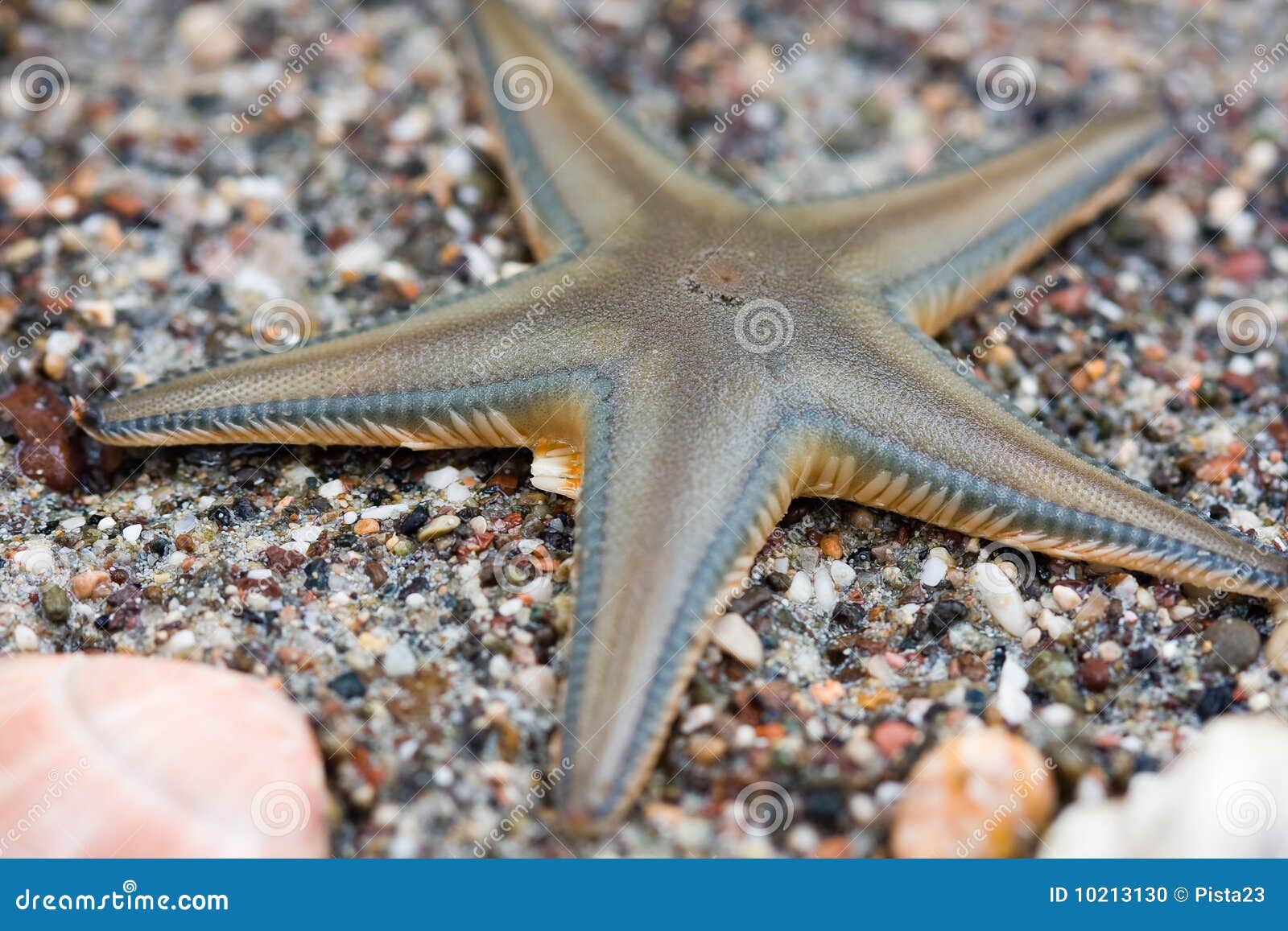 Sea star stock photo. Image of vacation, star, beach - 10213130