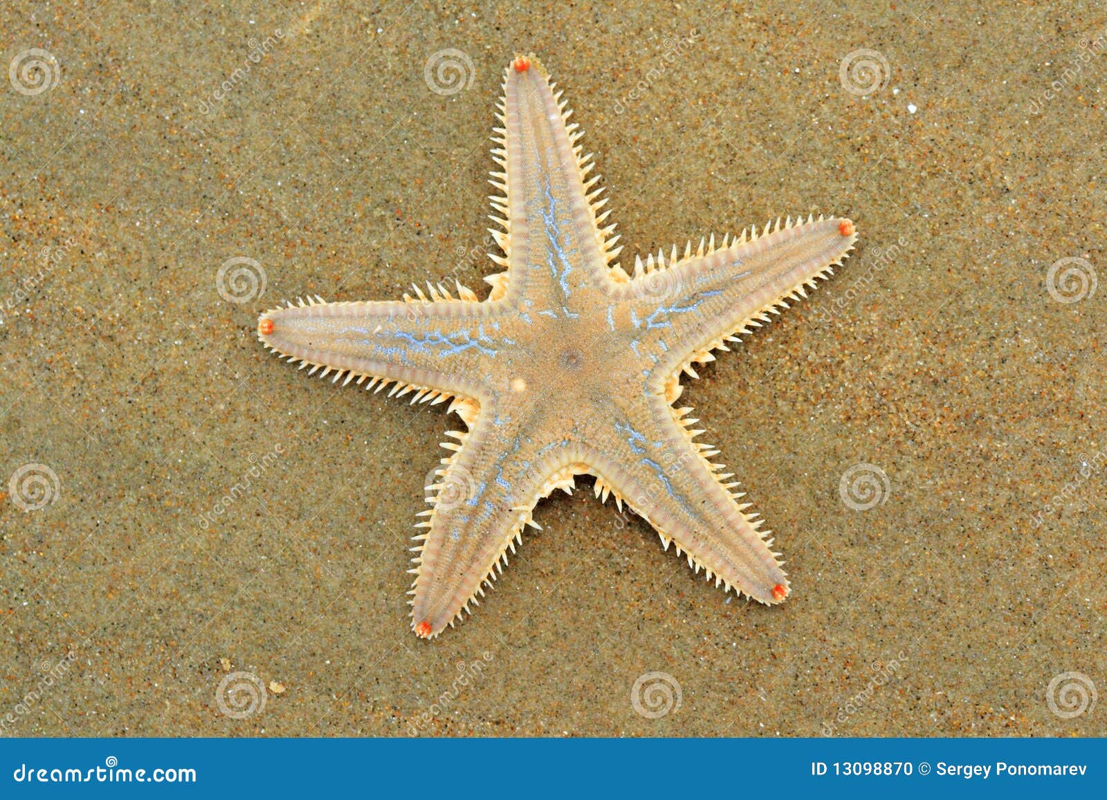 Sea-star stock photo. Image of nature, animal, ocean - 13098870