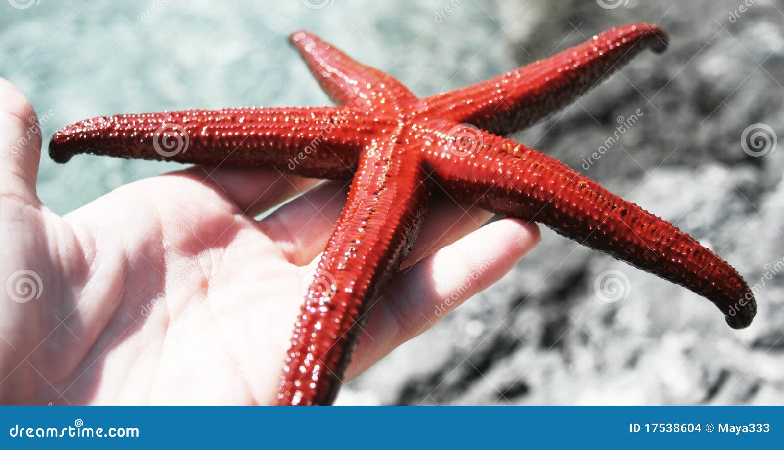 Sea star stock photo. Image of close, horizontal, summer - 17538604