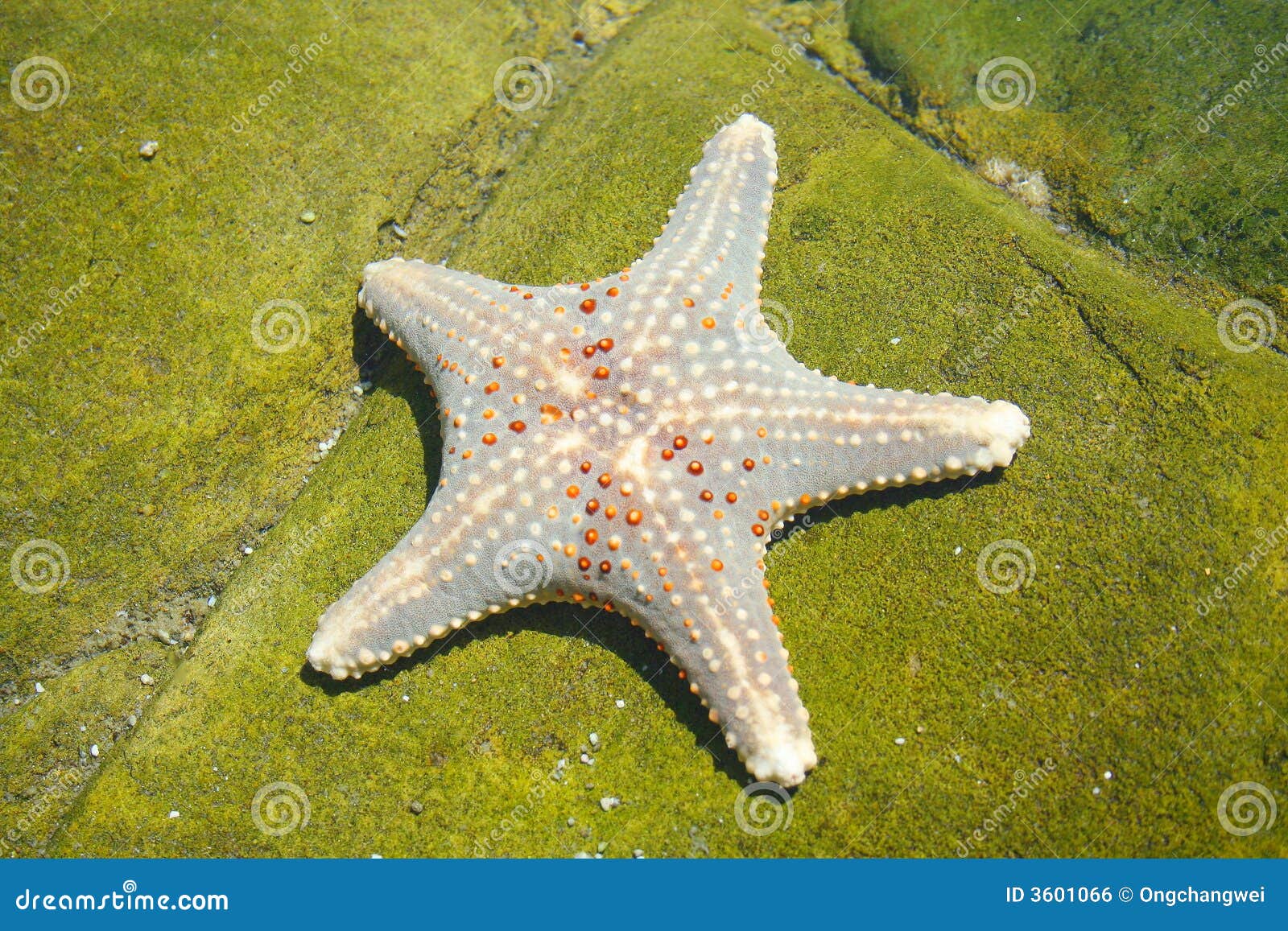 Sea Star stock photo. Image of nature, animal, star, stone - 3601066