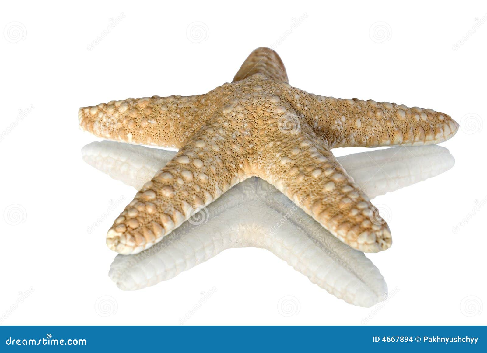 Sea star stock photo. Image of star, coral, seashell, crustacean - 4667894