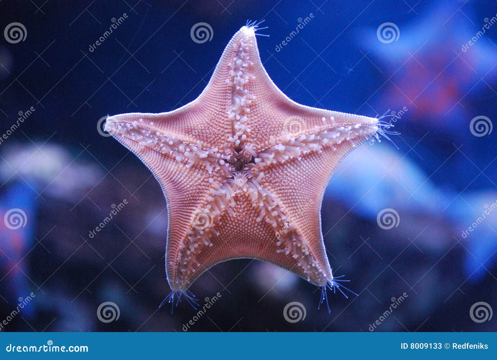 Sea Star stock image. Image of ocean, five, nature, fall - 8009133