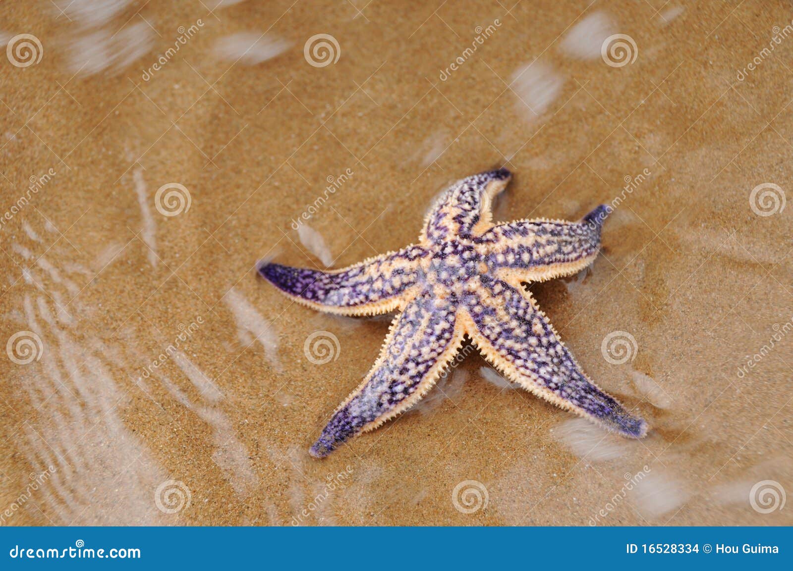 Sea star on beach stock photo. Image of sandy, sand, seashore - 16528334