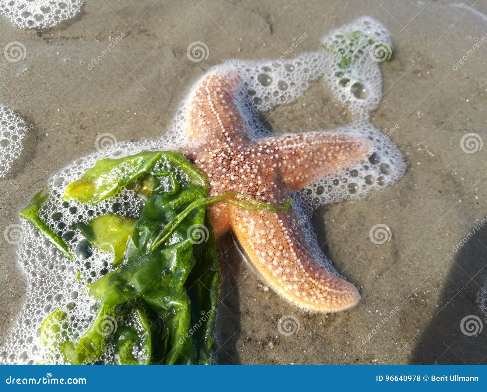Sea star stock photo. Image of orange, white, starfish - 96640978