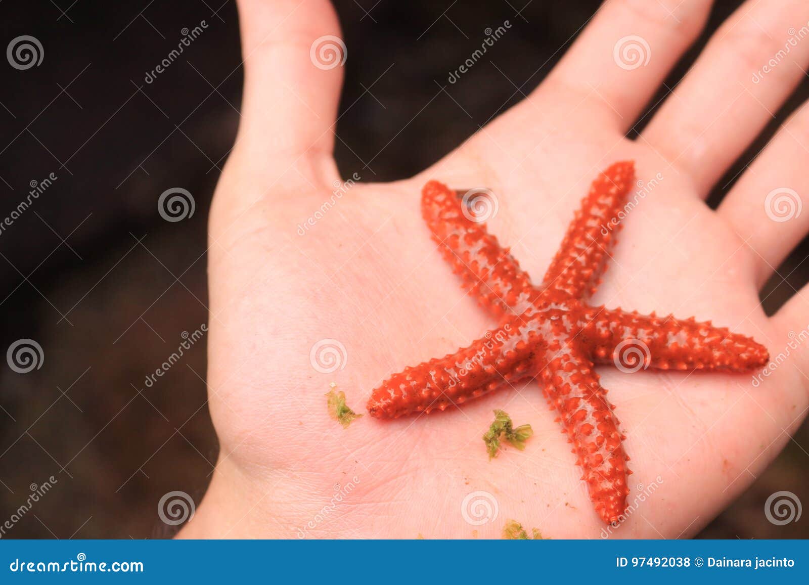 Sea star beautiful stock photo. Image of beautiful, star - 97492038