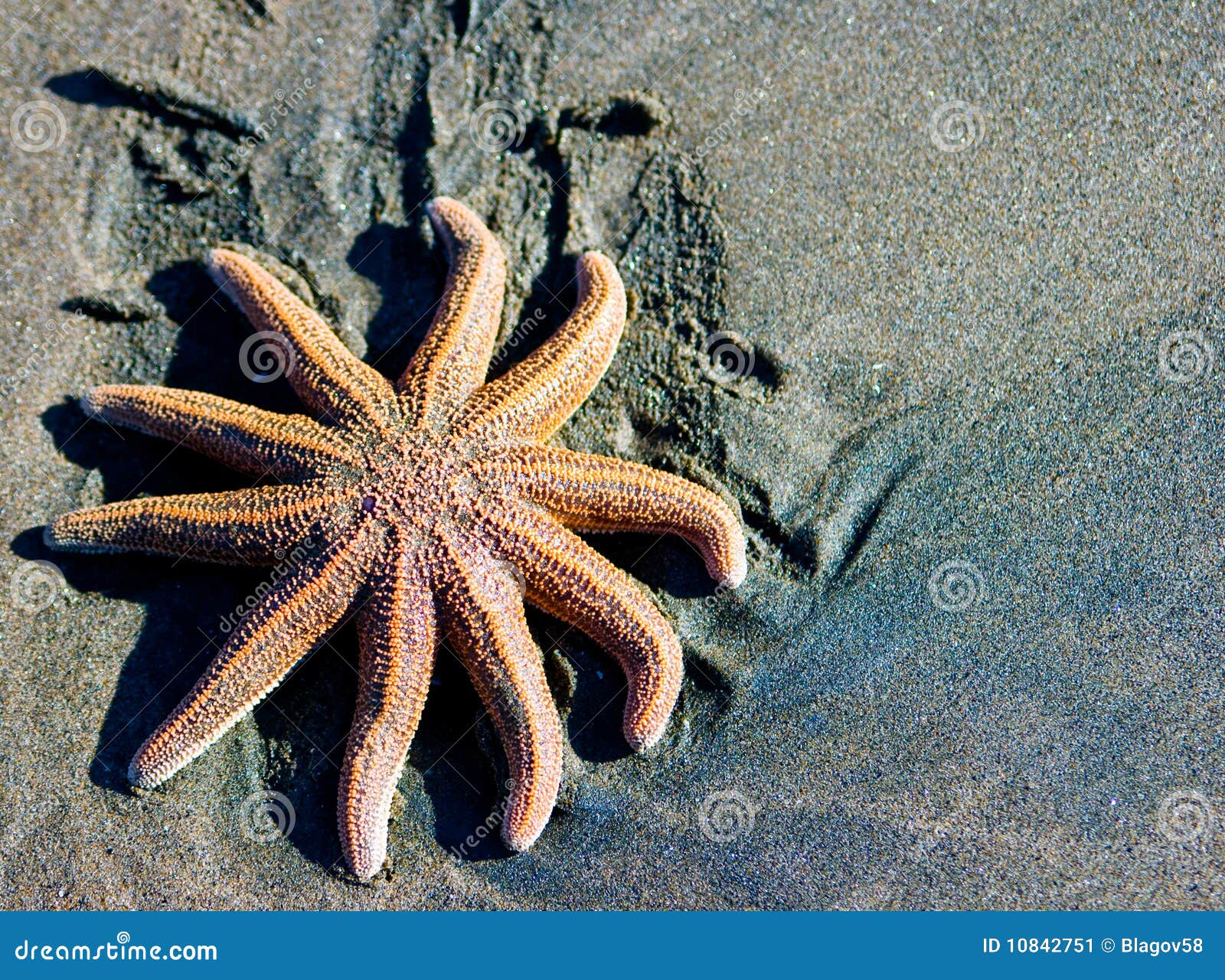 Sea star on black sand stock image. Image of echinoderm - 10842751