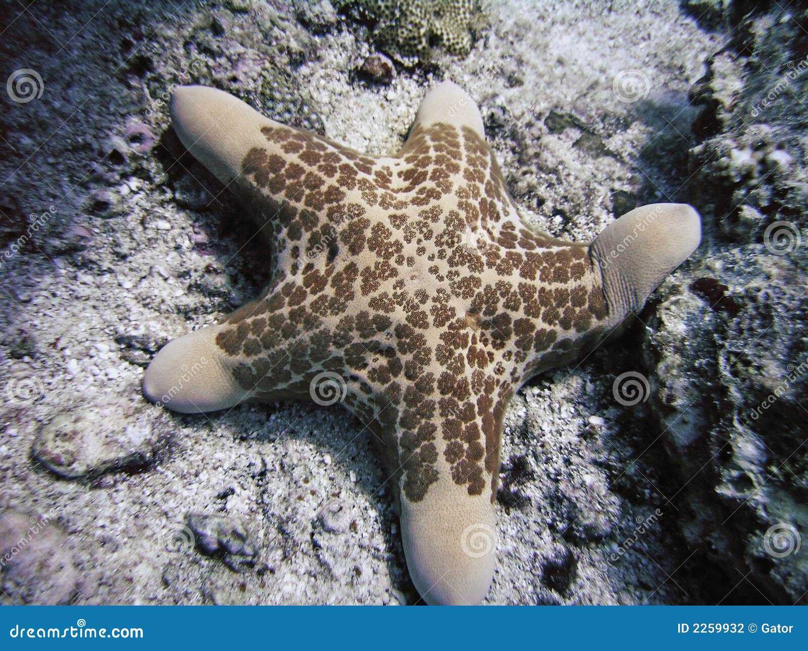 Sea Star Choriaster Granulatus Stock Photo - Image of africa, tropic ...