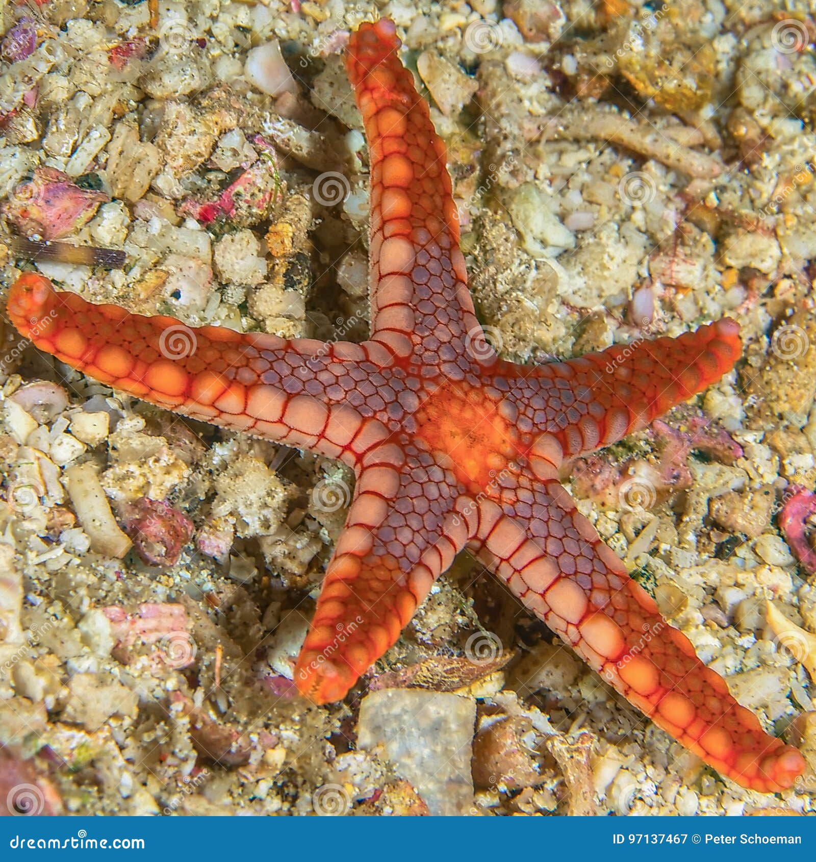 Sea star stock image. Image of color, colorful, closeup - 97137467