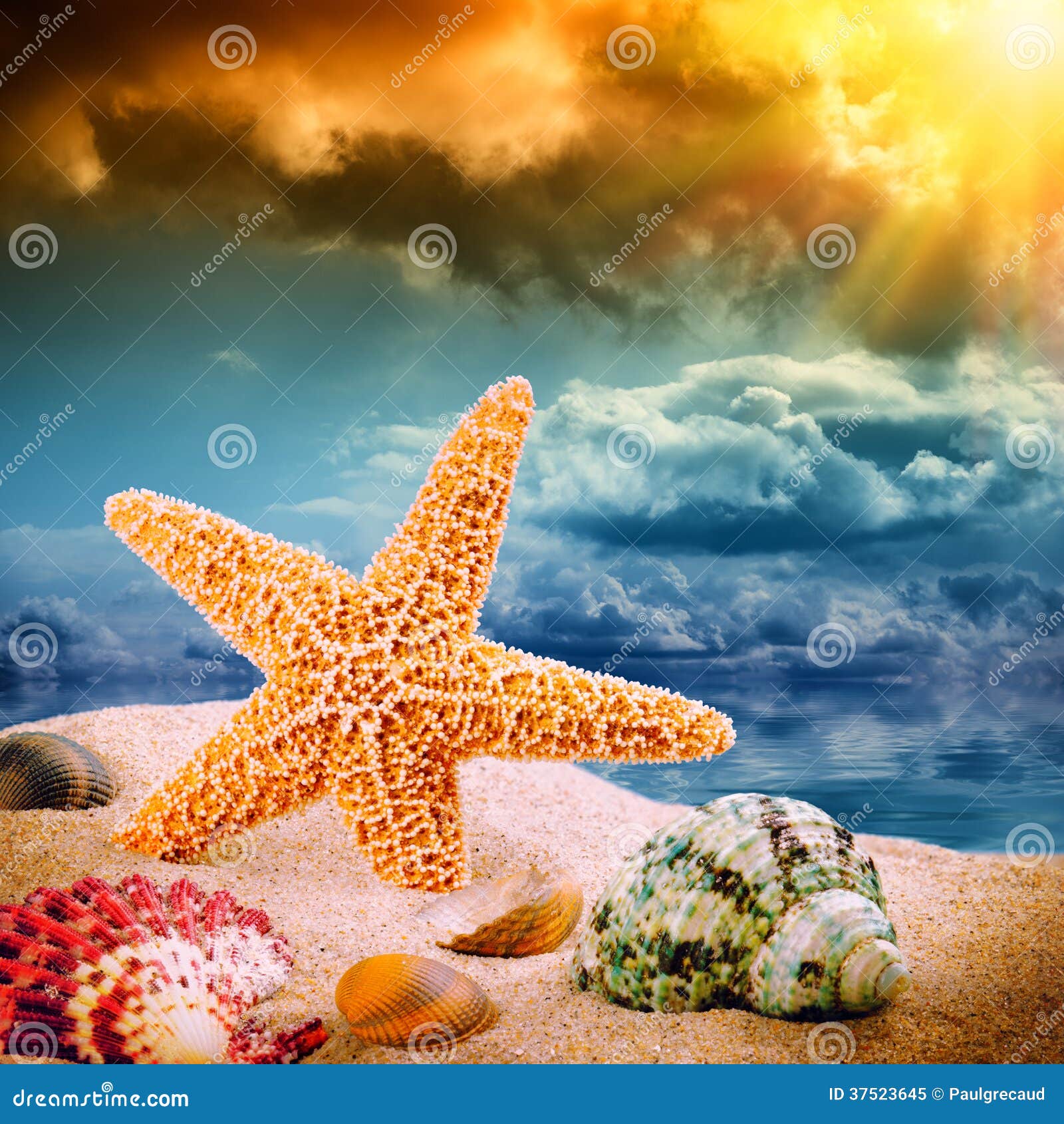 Sea Star and Colorful Shells Stock Image - Image of blue, coast: 37523645