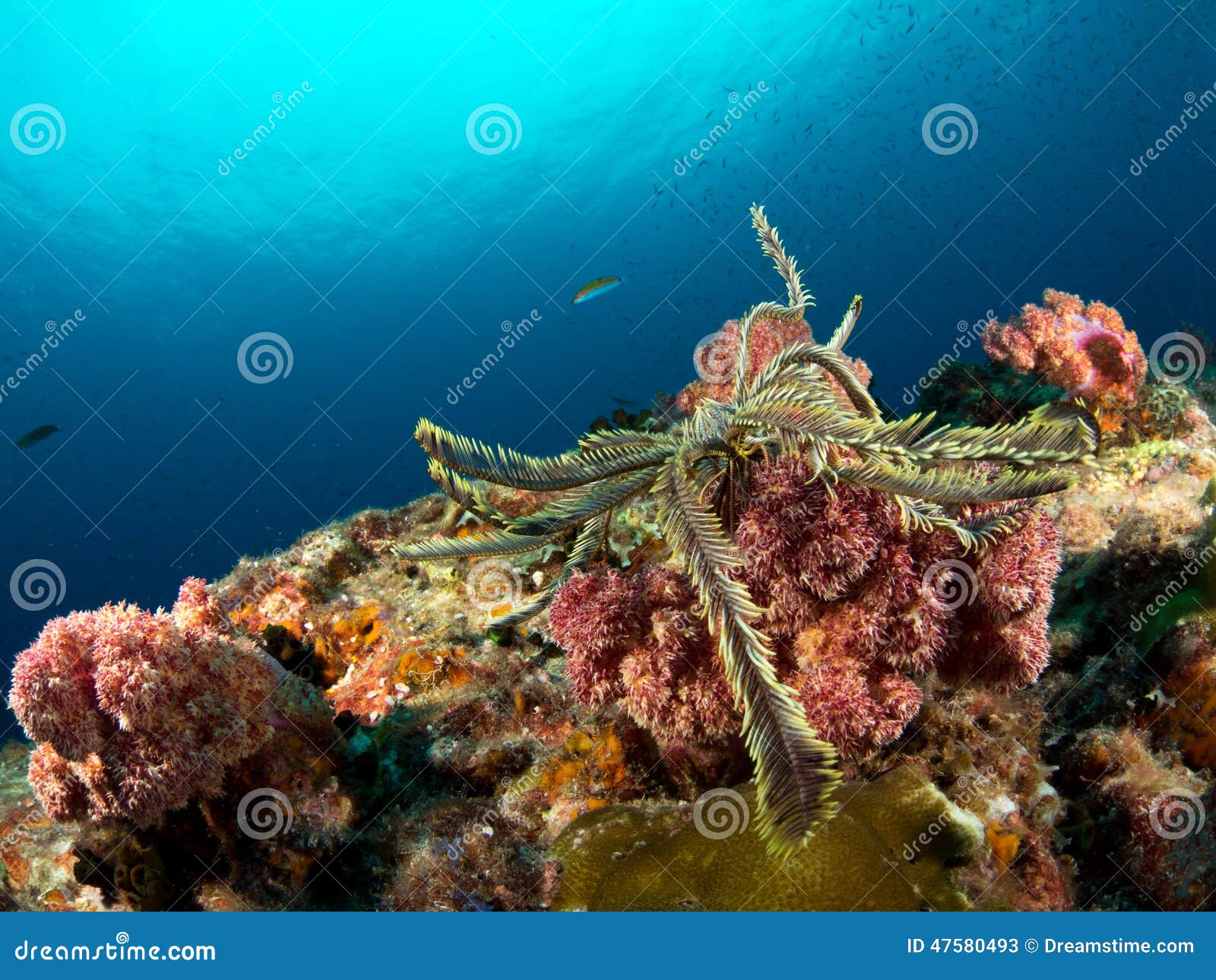 Sea star coral reef stock image. Image of seastar, coralreef - 47580493